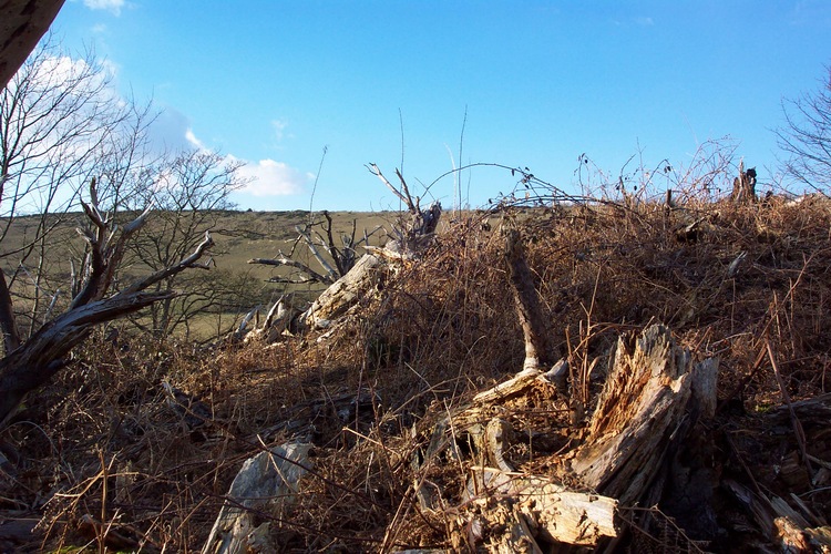 Black Barrow, Isle of Wight | Megalithic Portal