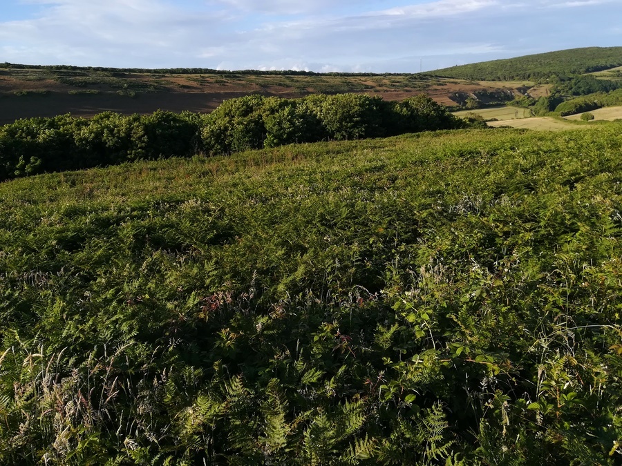 Castle Hill, Mottistone, Isle of Wight | Megalithic Portal