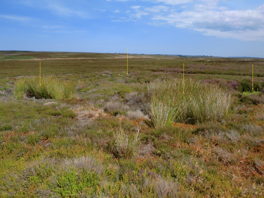 Black Dike Moor Segmented Pit Alignment Misc. Earthwork : The ...