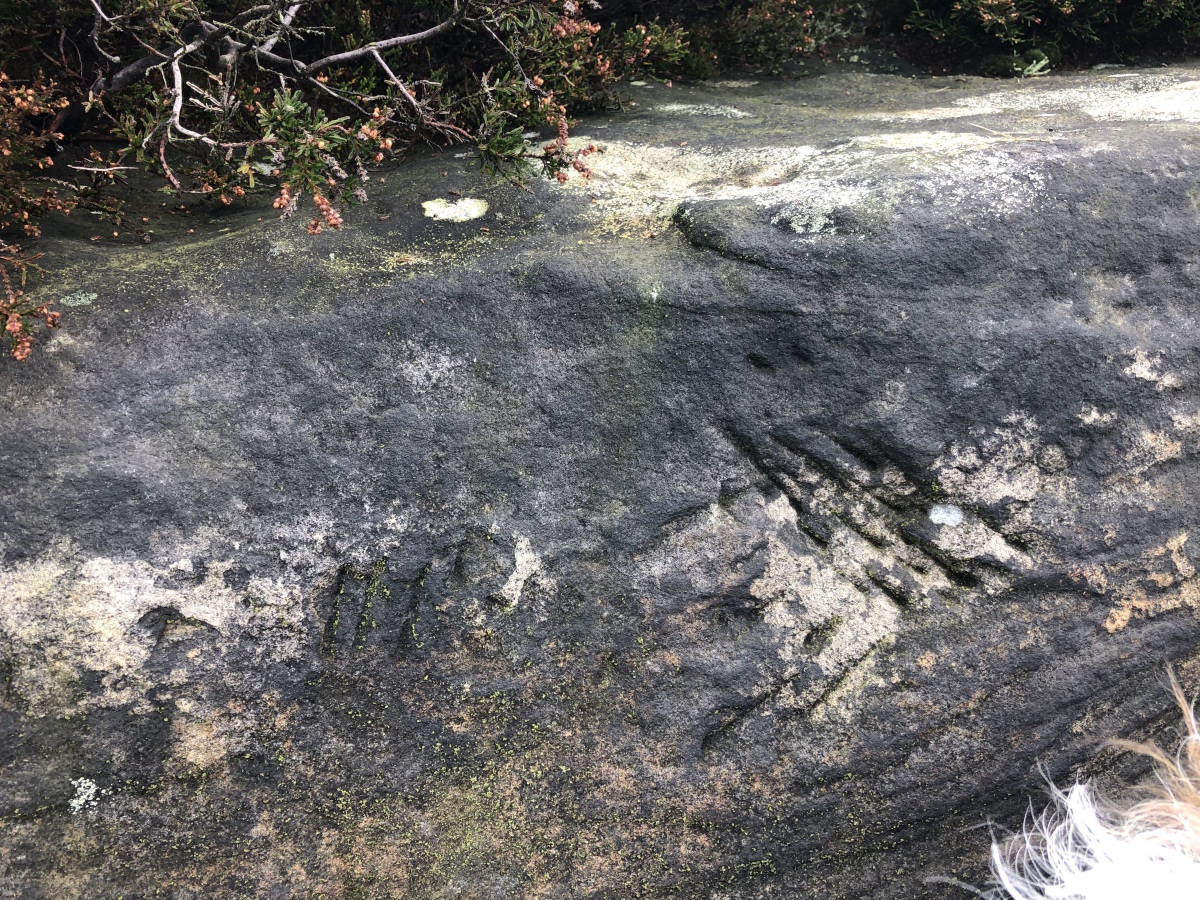 Stoupe Brow Rock Art, Yorkshire (North) | Megalithic Portal