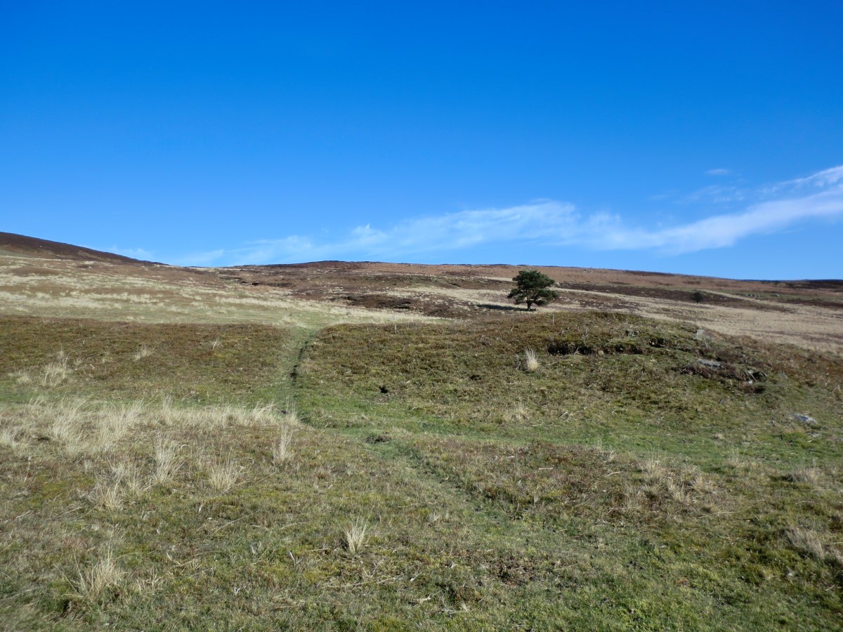 Box Hall Defended Settlement, Yorkshire (North) | Megalithic Portal
