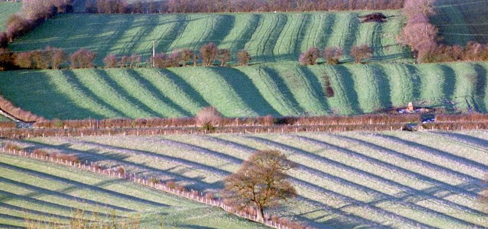 Meon Hill Gallery : The Megalithic Portal and Megalith Map: