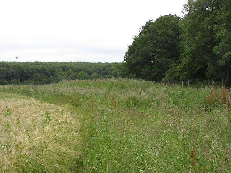 Collingbourne Ducis 22 Bowl Barrow, Wiltshire | Megalithic Portal