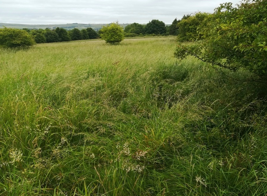 Burderop Down Disc Barrow [Grinsell: Chiseldon No 1. Disc barrow] Round ...
