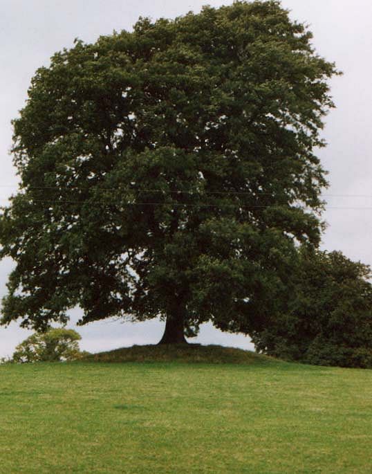 Broad Oak Farm, Cheshire | Megalithic Portal