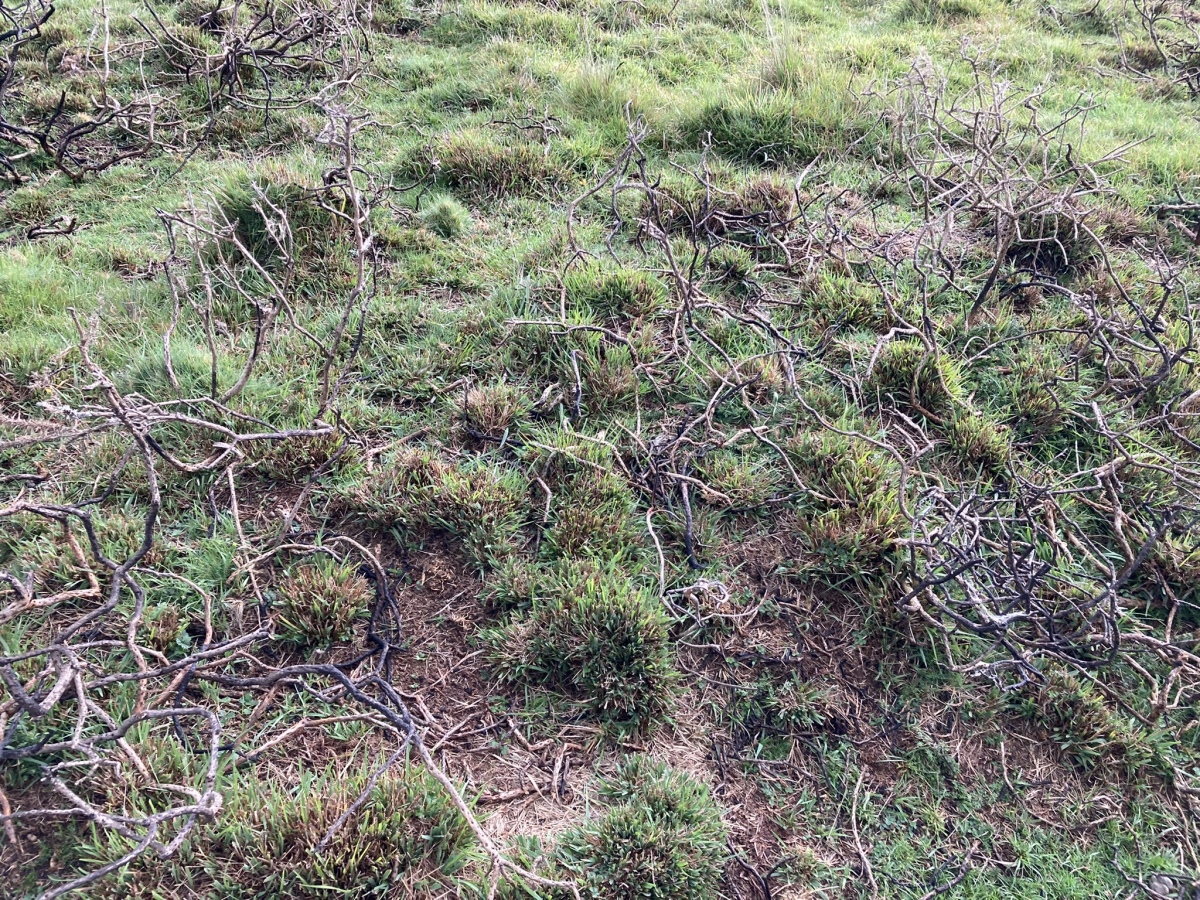 Manor Common South, Cornwall | Megalithic Portal