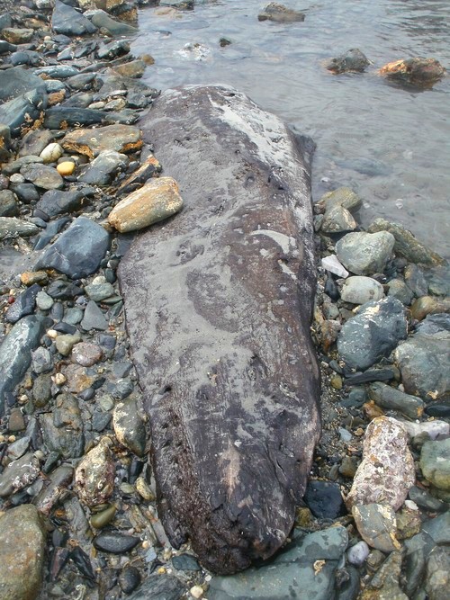 Mounts Bay prehistoric submerged forest, Cornwall | Megalithic Portal