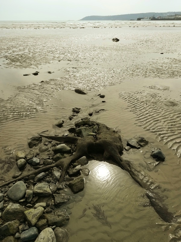 Mounts Bay prehistoric submerged forest, Cornwall | Megalithic Portal