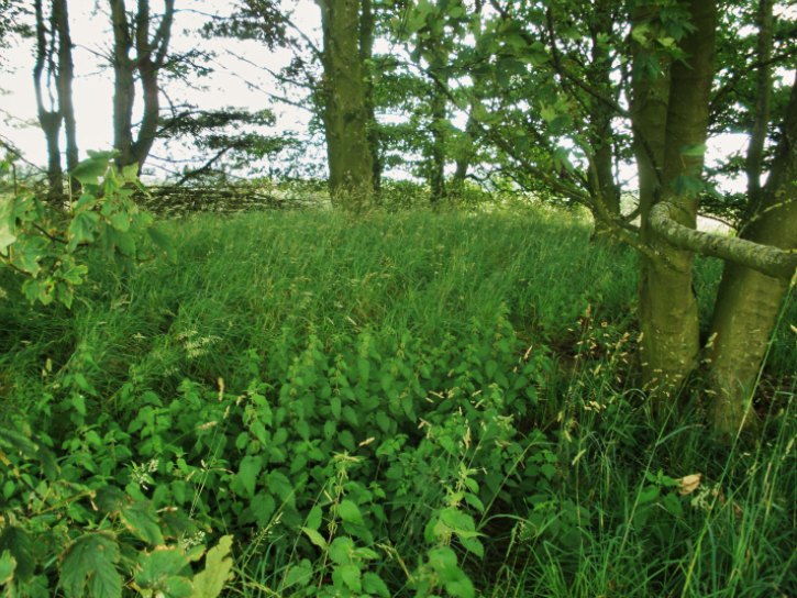 Little Painley [Castle Haugh Barrow] Round Barrow(s) : The Megalithic ...
