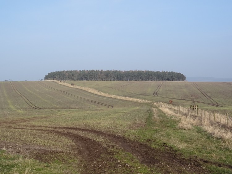 Fox Covert Camp, Northumberland | Megalithic Portal