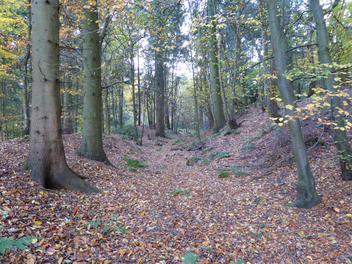 Nesscliffe Hillfort : The Megalithic Portal and Megalith Map: