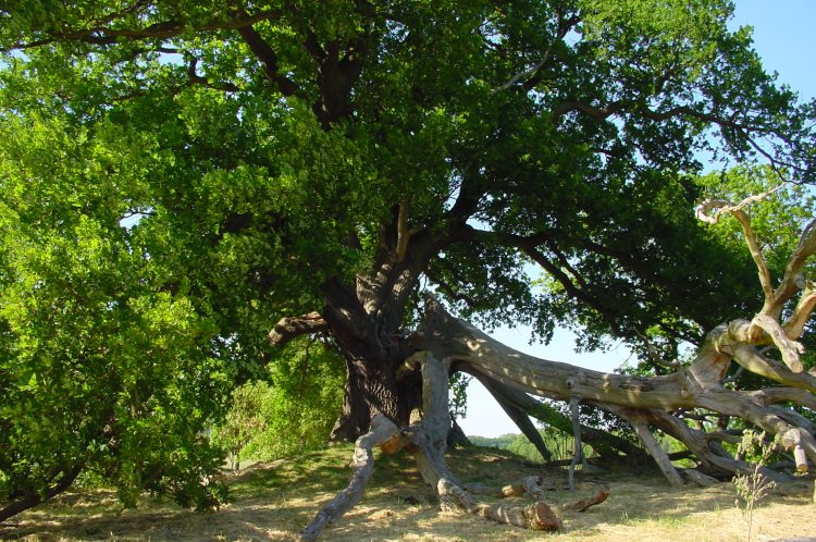 Suckow Steingrab, Mecklenburg-Western Pomerania | Megalithic Portal