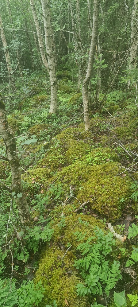 Åskammen Hillfort Hillfort : The Megalithic Portal and Megalith Map: