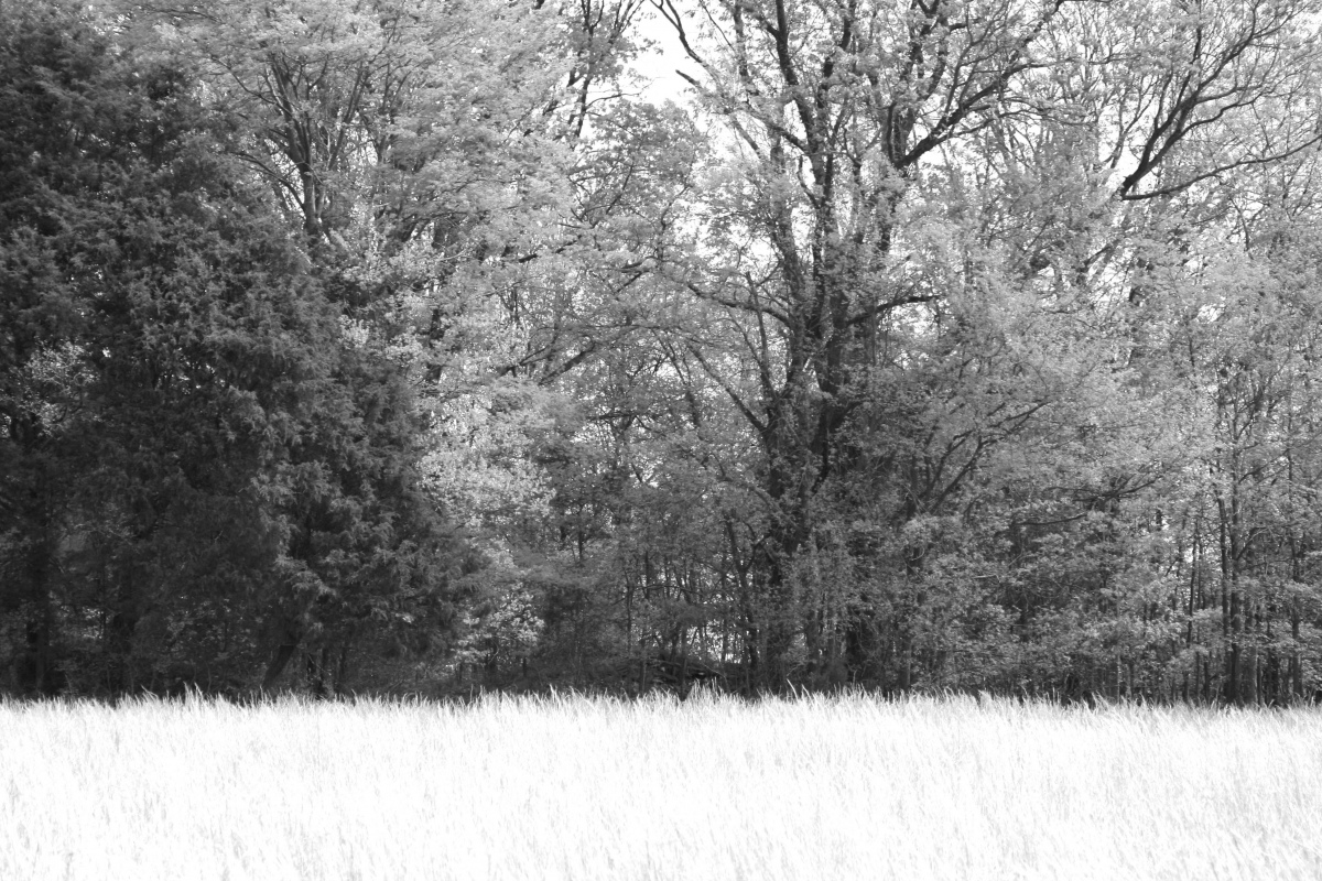 Page Site, Kentucky, Kentucky | Megalithic Portal