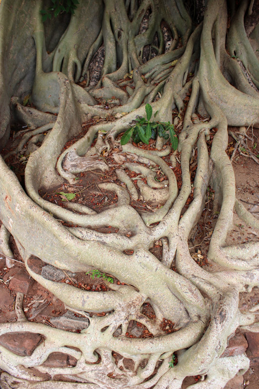 Seruvila Mangala Raja Maha Viharaya [Seruwawila] Ancient Temple : The ...
