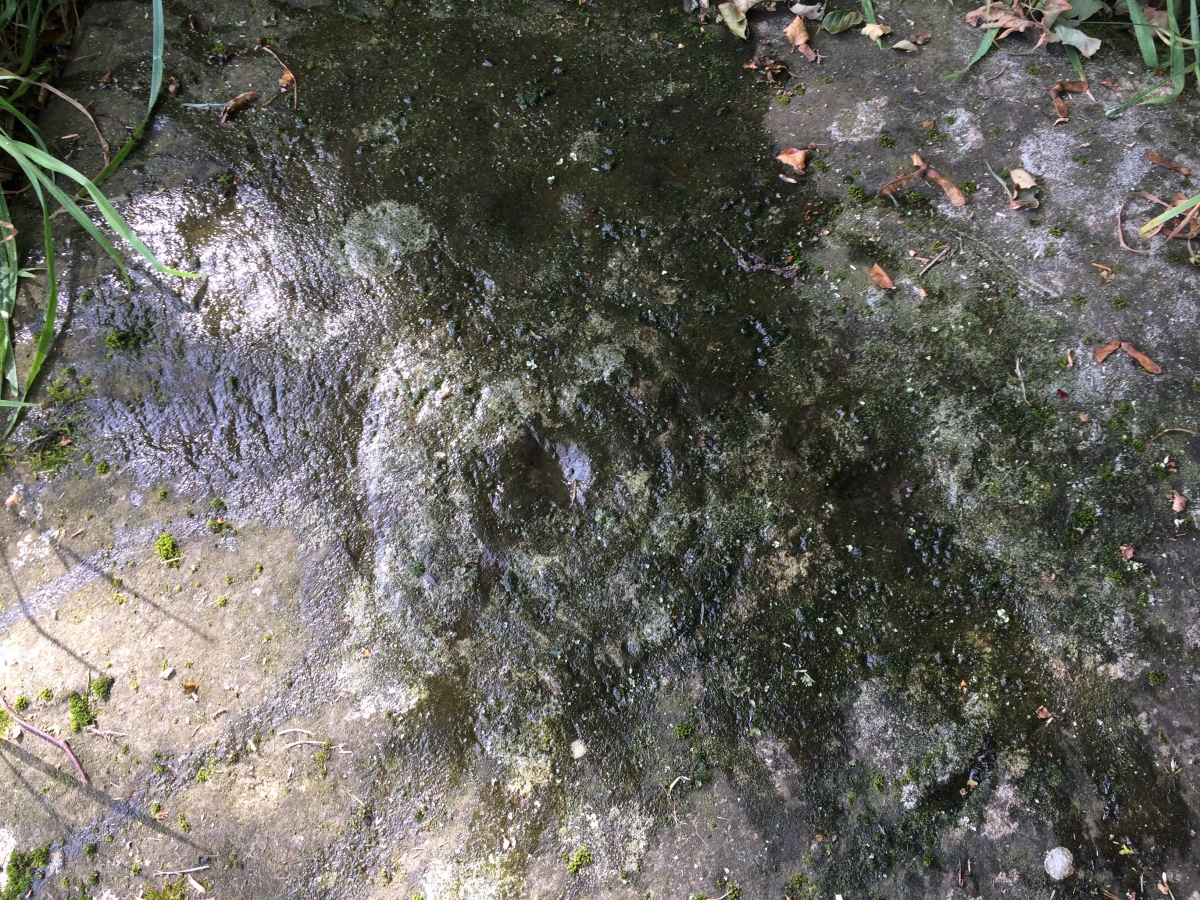 Knock Rock Art (4) [Clarksburn Wood Cup and Rings] Rock Art : The ...