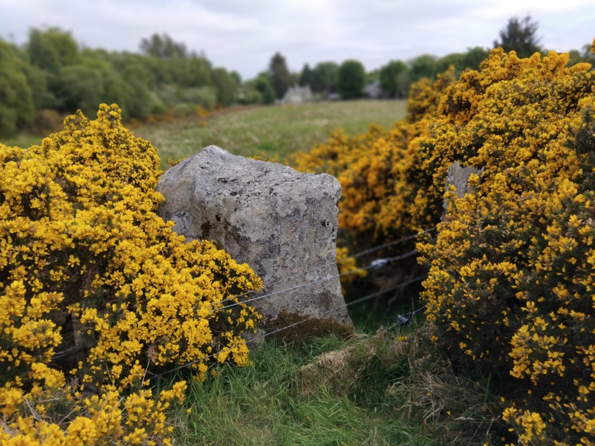 Clashmore Chambered Cairn, Highlands | Megalithic Portal