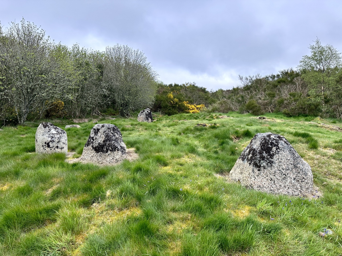 Edderton Stone Circle, Highlands | Megalithic Portal