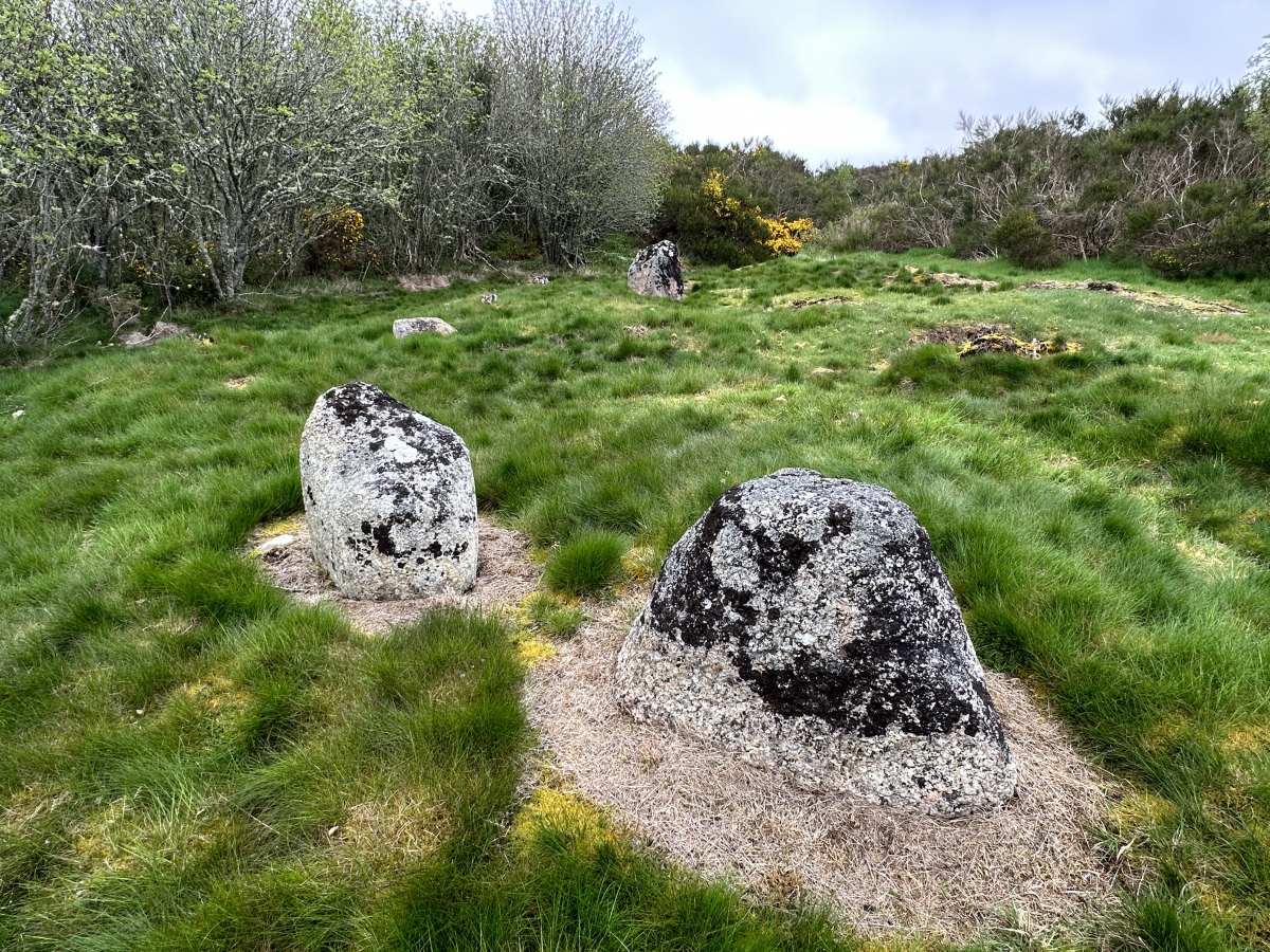 Edderton Stone Circle, Highlands | Megalithic Portal