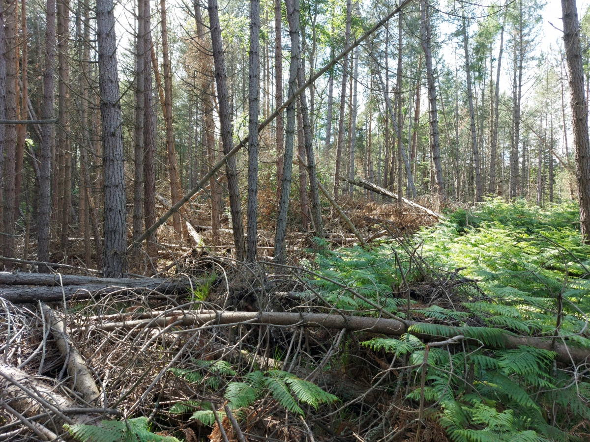 Our Photo Pages : The Megalithic Portal and Megalith Map: