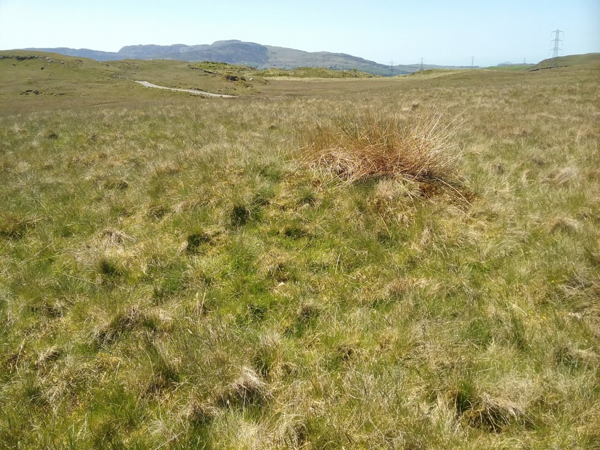 Roman Burial Mound (Dolddinas) [Sepulchral Mound at Dolddinas ...