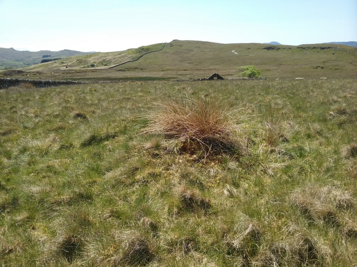 Roman Burial Mound (Dolddinas) [Sepulchral Mound at Dolddinas ...
