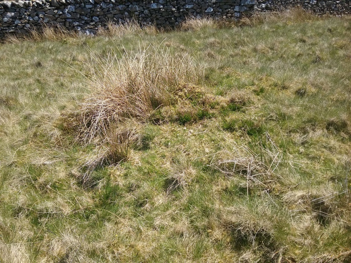 Roman Burial Mound (Dolddinas) [Sepulchral Mound at Dolddinas ...